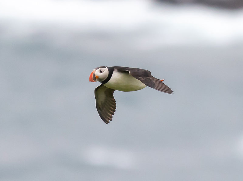 Orca Cruise - Wildlife Cruise Holidays