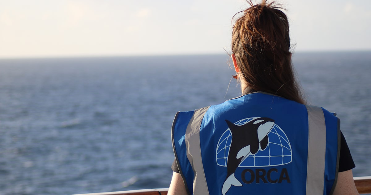 Orca Cruise - Wildlife Cruise Holidays