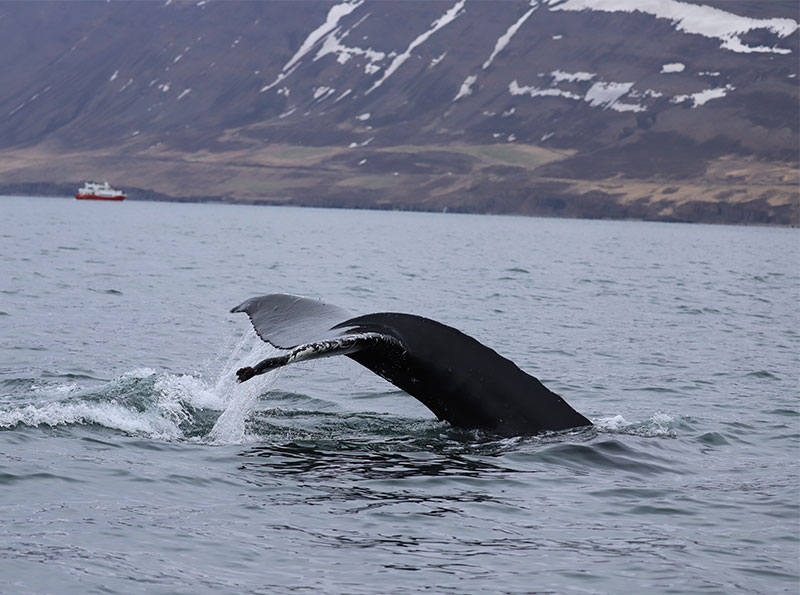 Orca Cruise - Wildlife Cruise Holidays