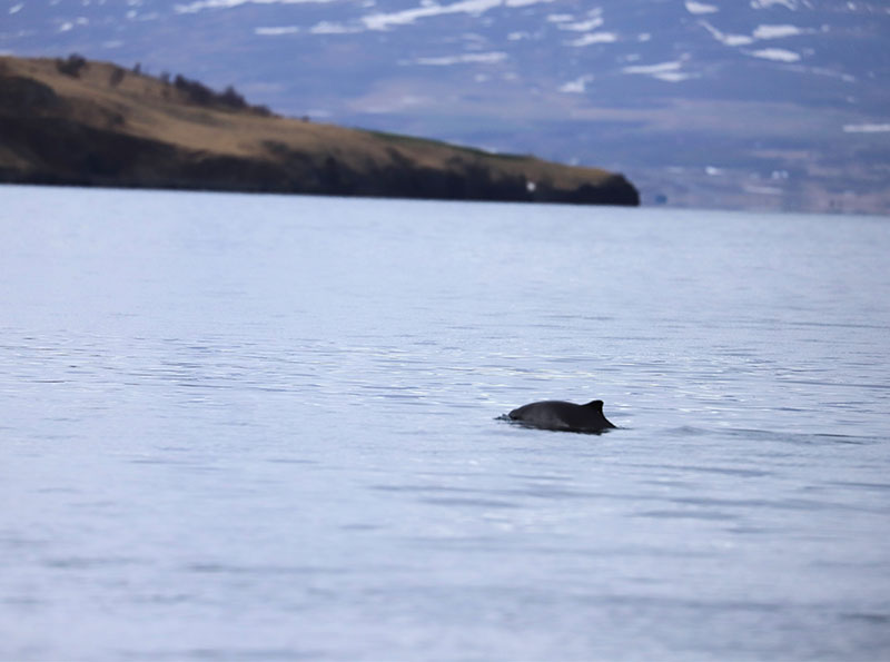 Orca Cruise - Wildlife Cruise Holidays