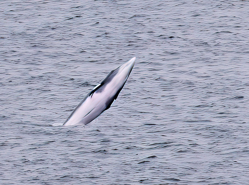Orca Cruise - Wildlife Cruise Holidays